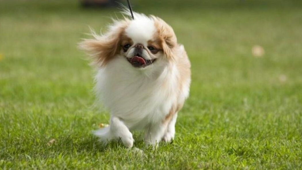 Cinco razas de perros que son compañía para los humanos | La Voz de Guate